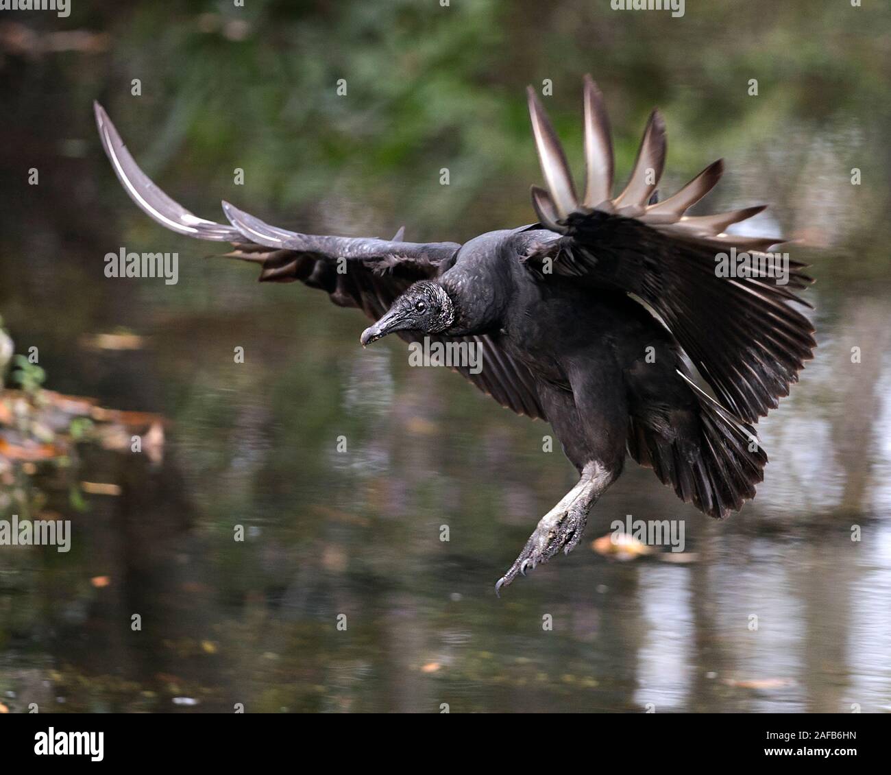Black Vulture bird flying with bokeh background displaying its spreaded ...