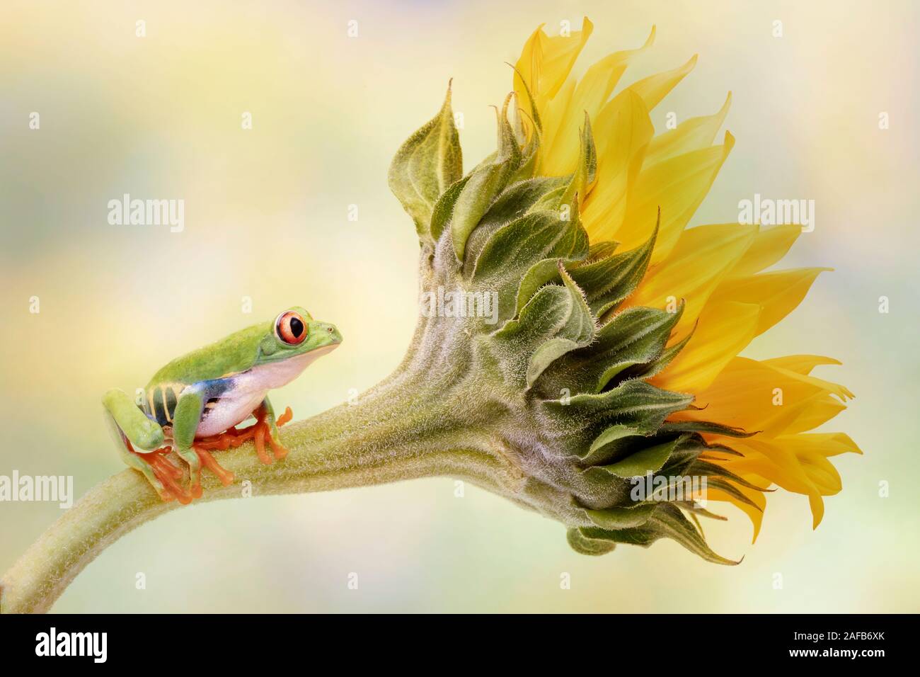 Red Eyed Tree Frog sitting on a stem of Sunflower Stock Photo - Alamy