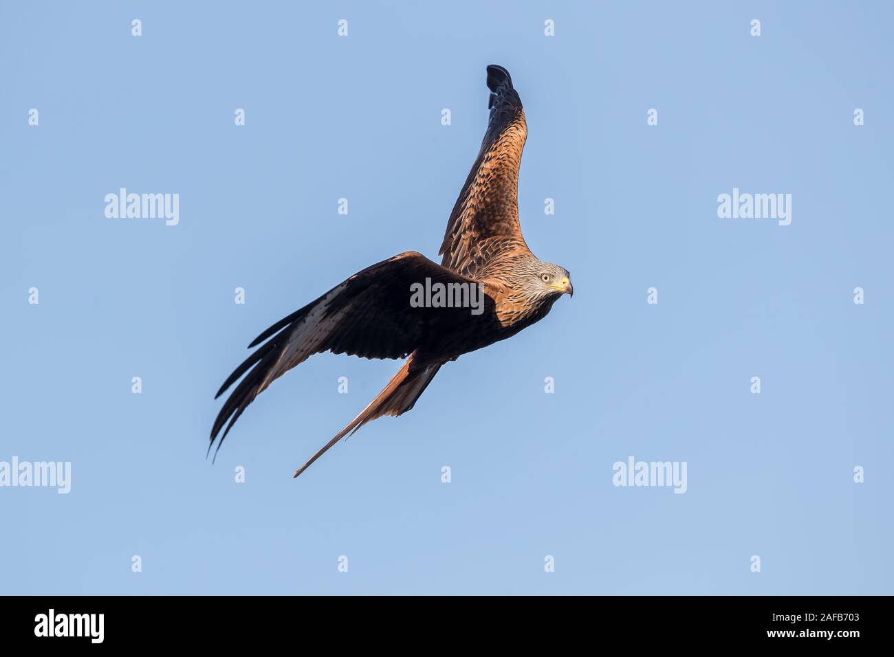 Red Kite Flying Stock Photo - Alamy