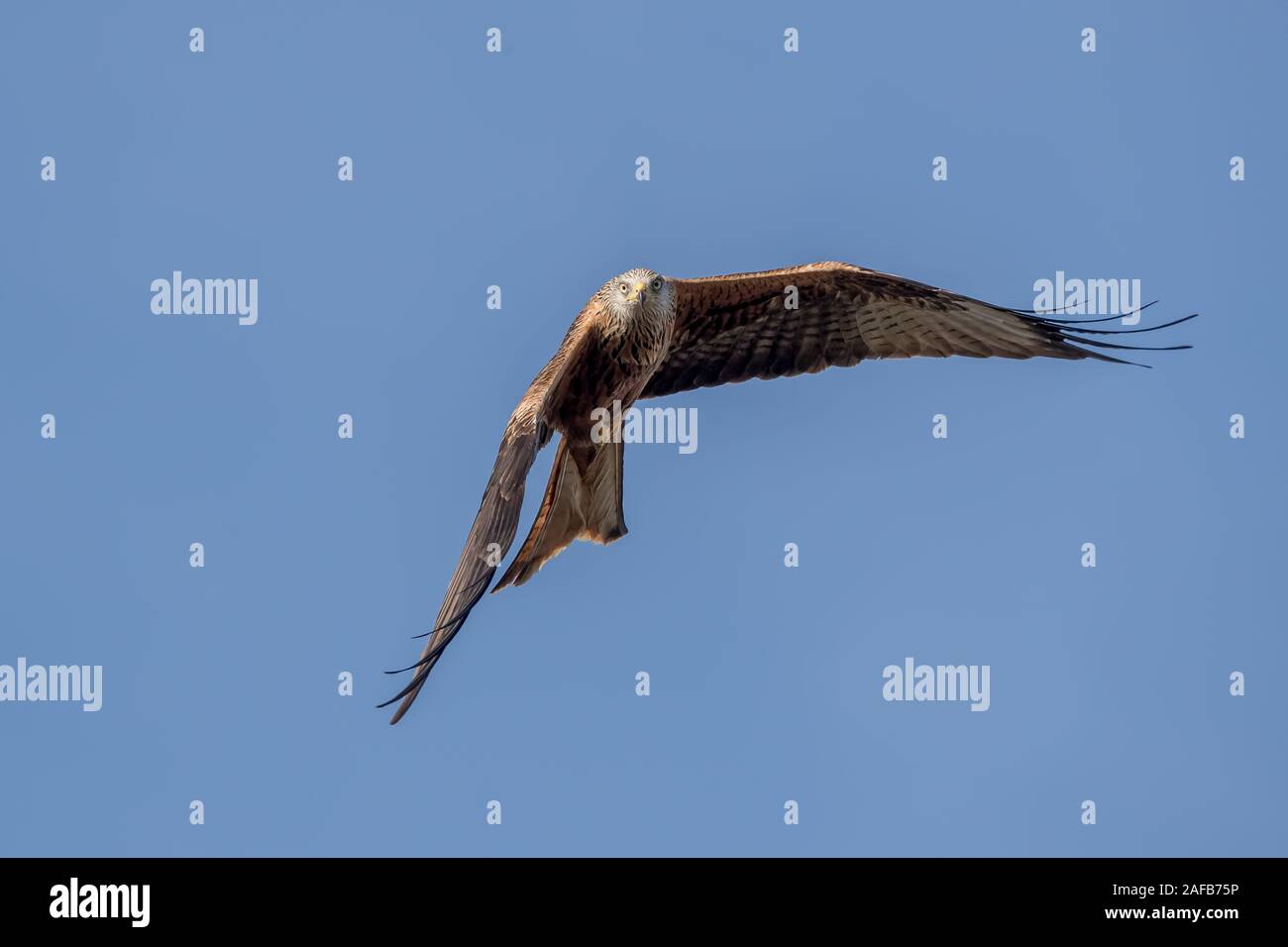 Red Kite Flying Stock Photo - Alamy