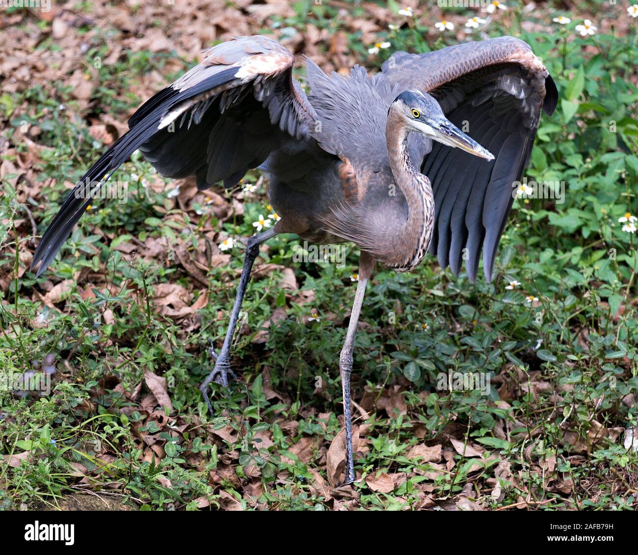 Blue Heron bird close-up profile view marching with spreaded wings ...