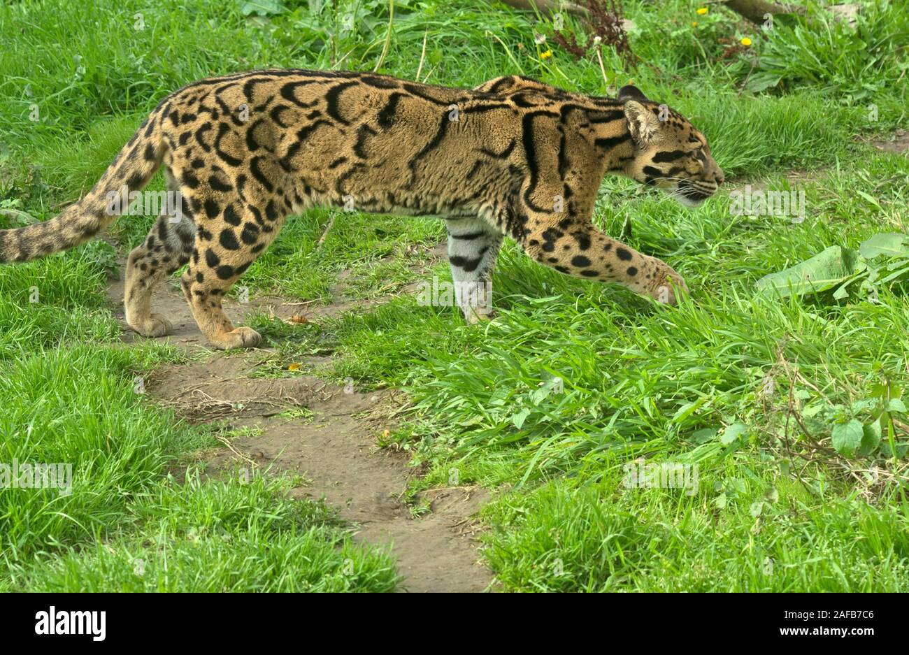 Neofellis hi-res stock photography and images - Alamy