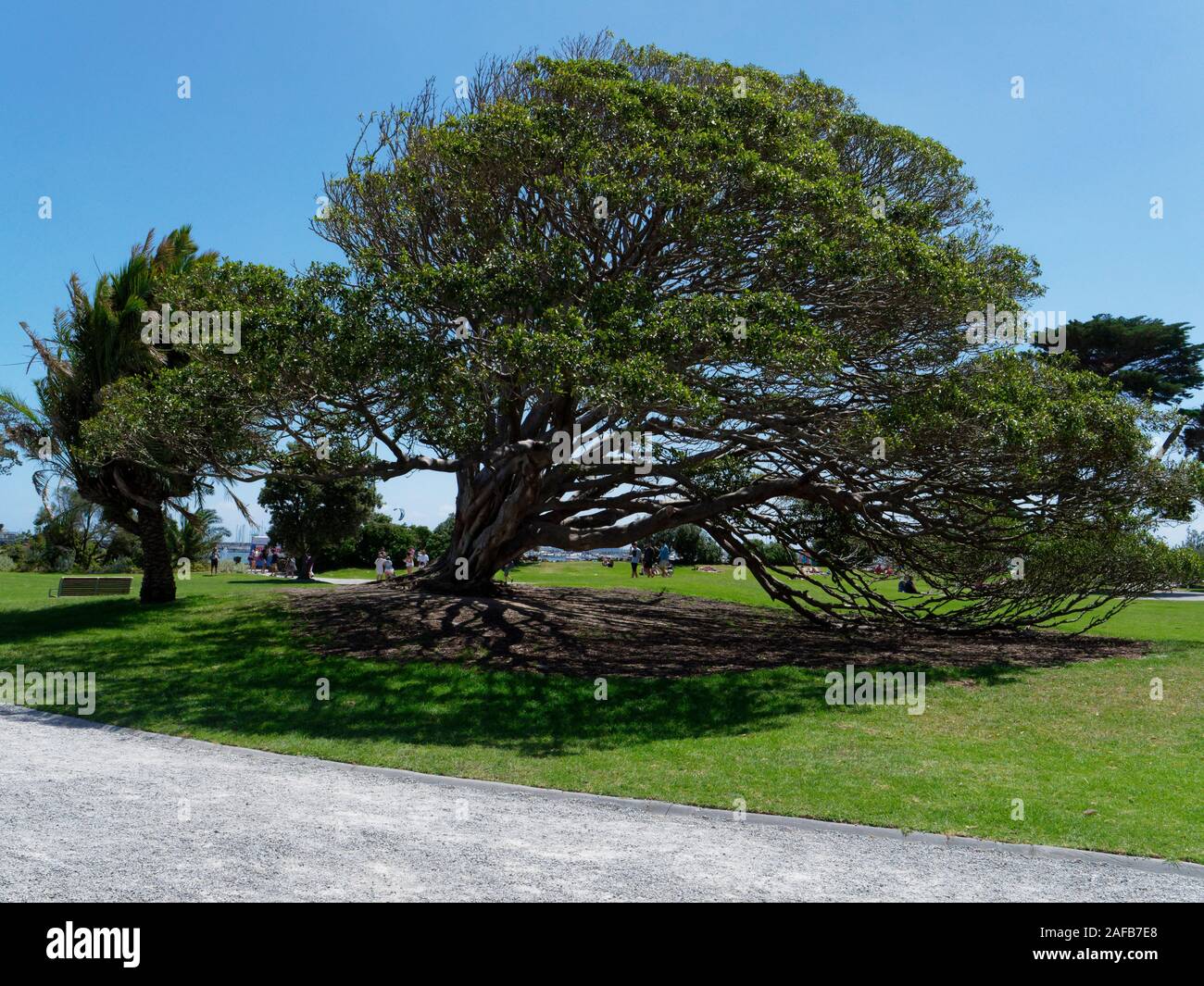 Tree leaning with branches touching the ground in Catani Gardens in St ...