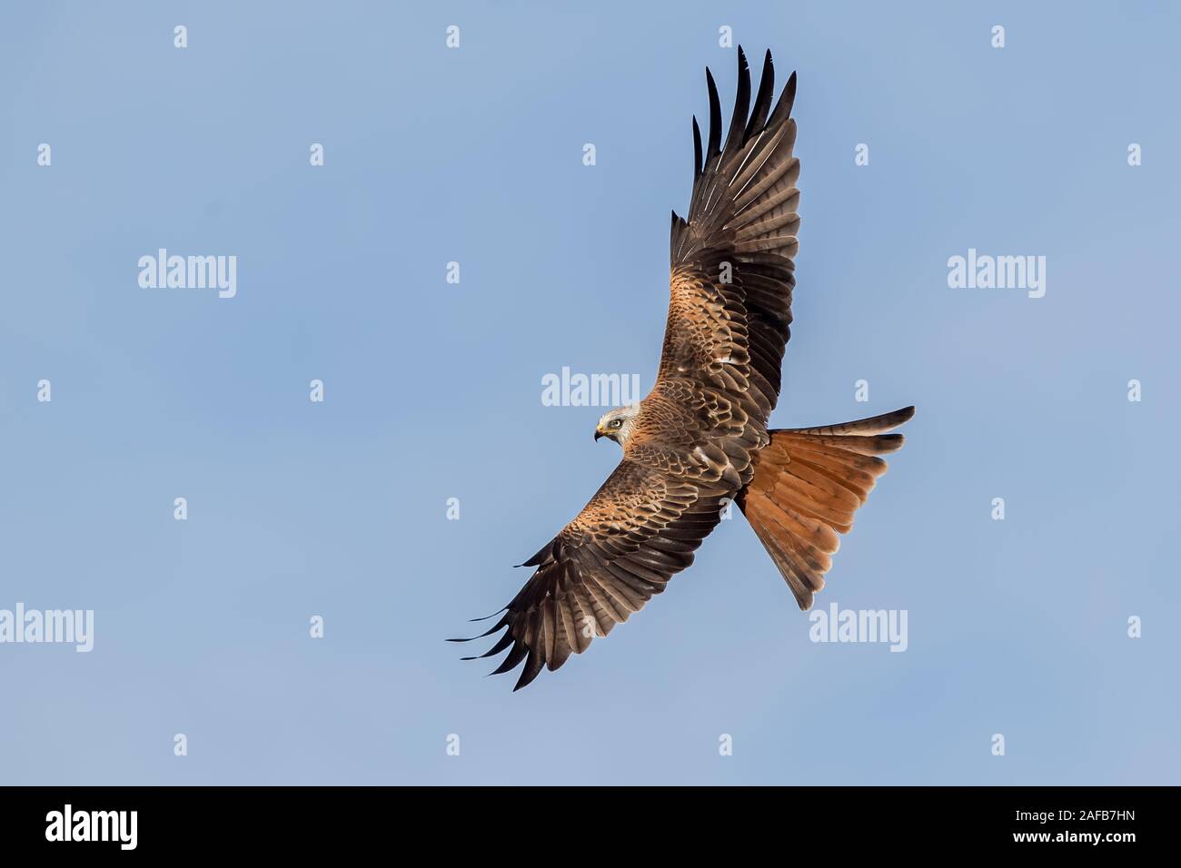 Red Kite Flying Stock Photo - Alamy