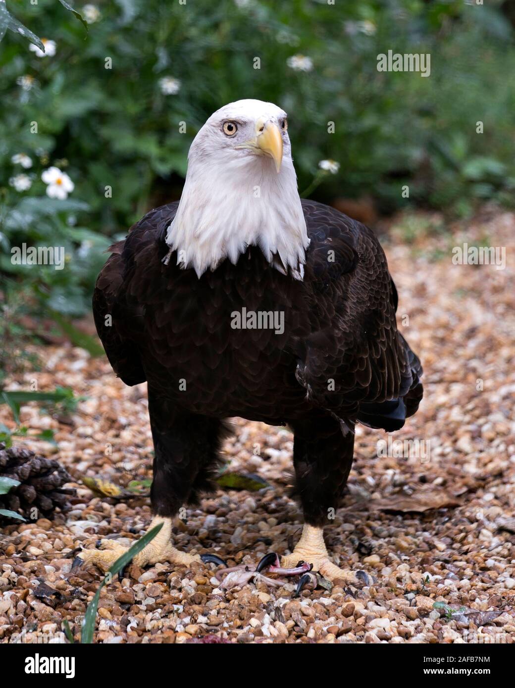 Bald Eagle bird front close-up profile with a foliage background ...
