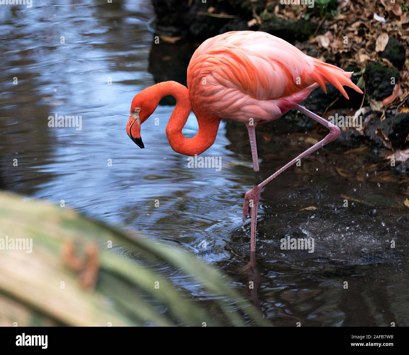 Flamingo bird close-up profile view in the water displaying its body, plumage, head, eye, beck ...