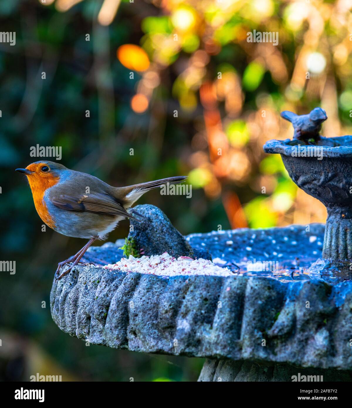 Robin bird bath hi-res stock photography and images - Alamy