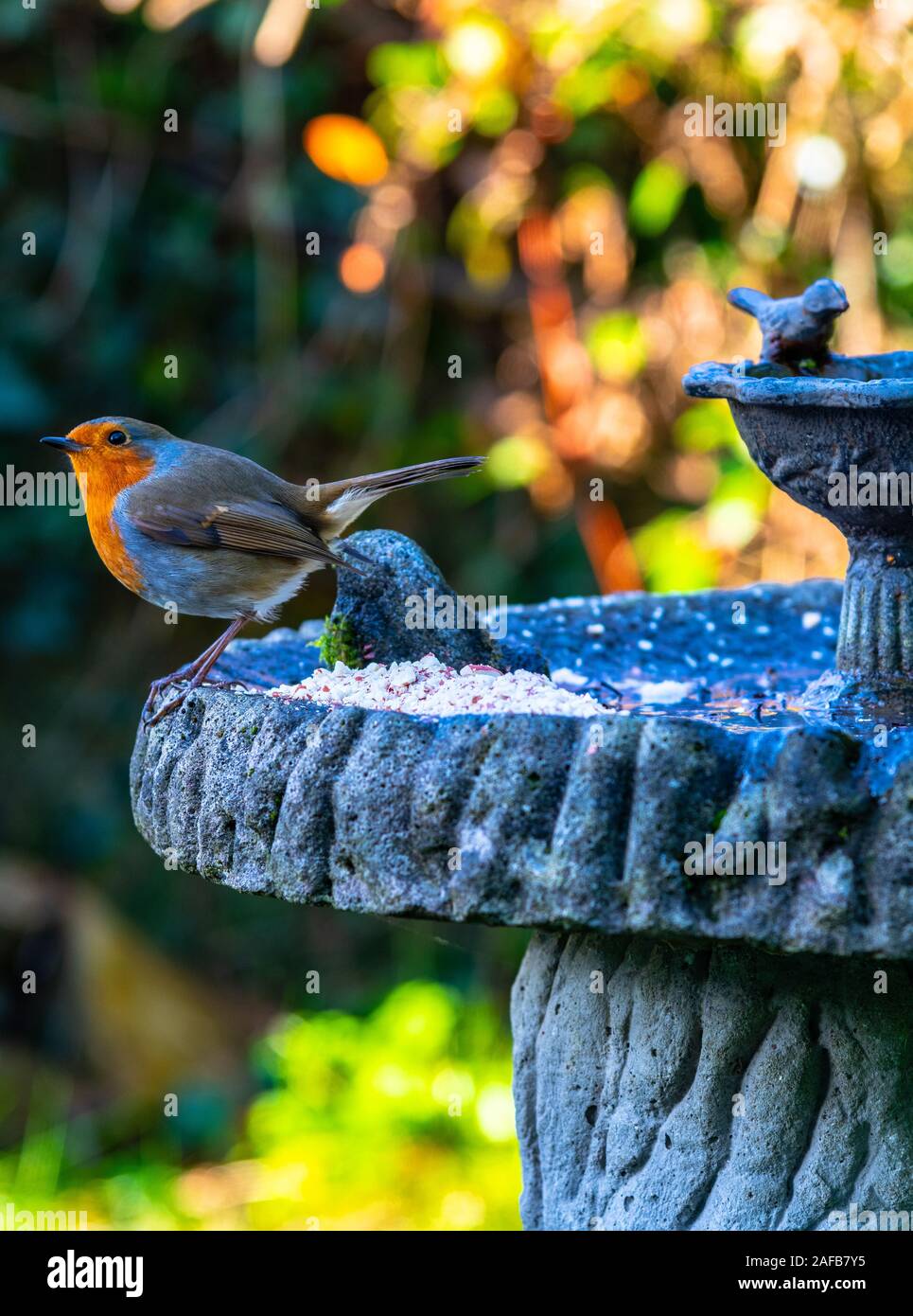 Robin bird bath hi-res stock photography and images - Alamy