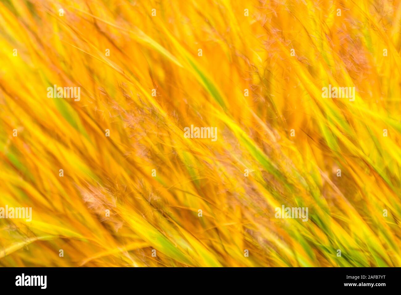 Reed planting hi-res stock photography and images - Alamy
