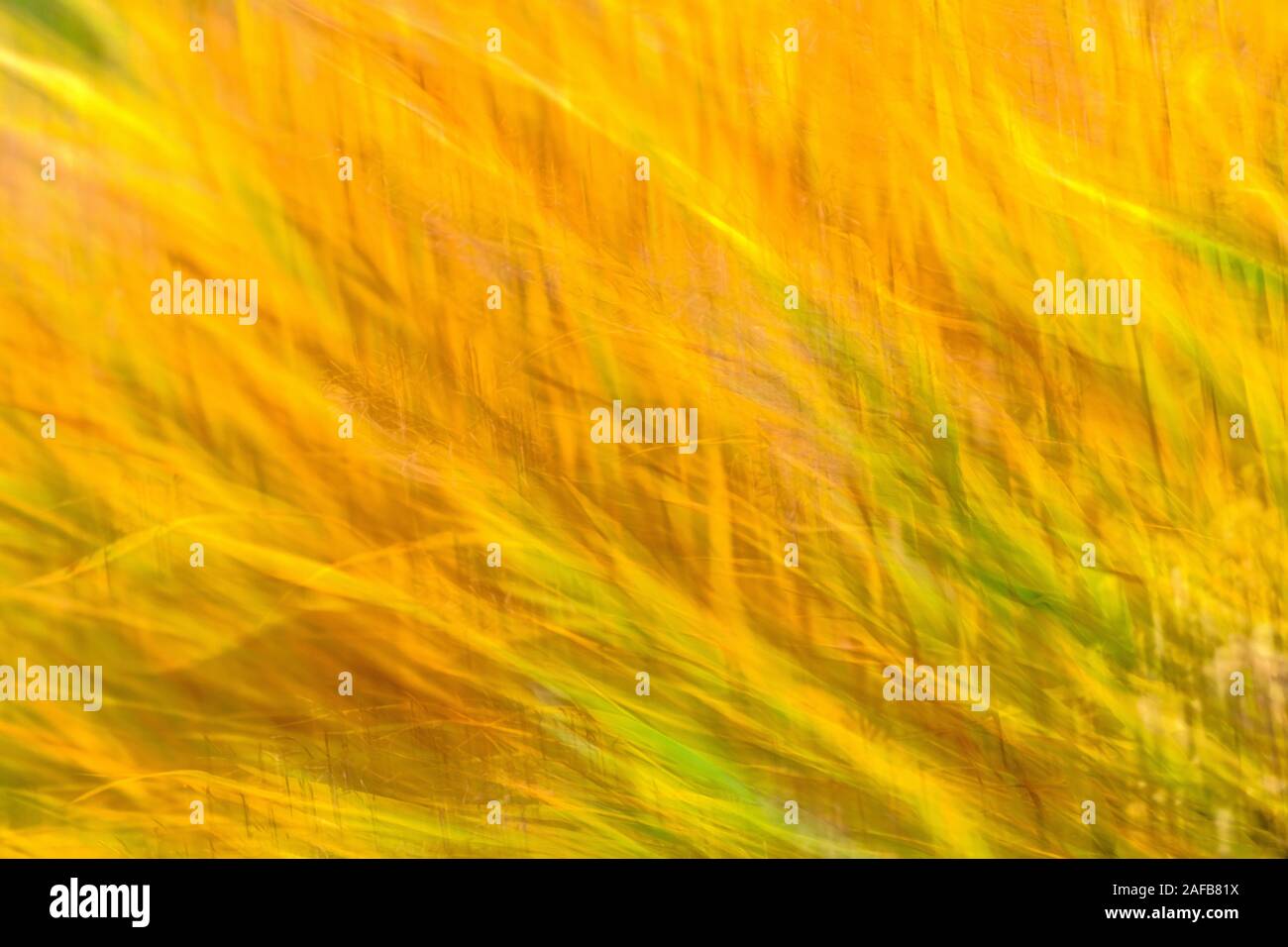 Reed planting hi-res stock photography and images - Alamy
