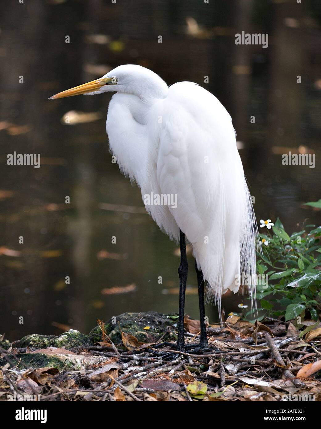 Great White Egret bird close-up profile view displaying its body, head ...