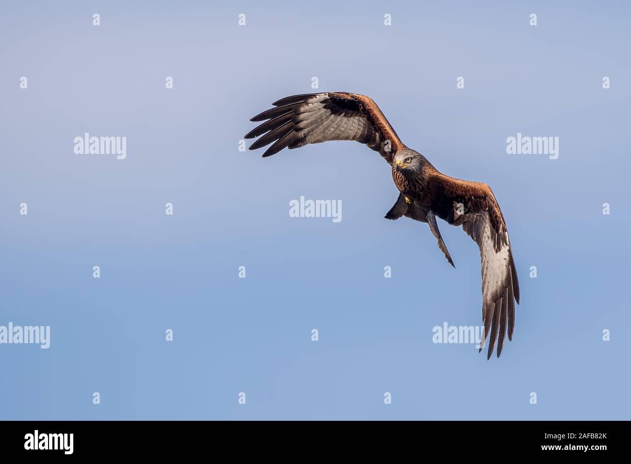 Red Kite Flying Stock Photo - Alamy