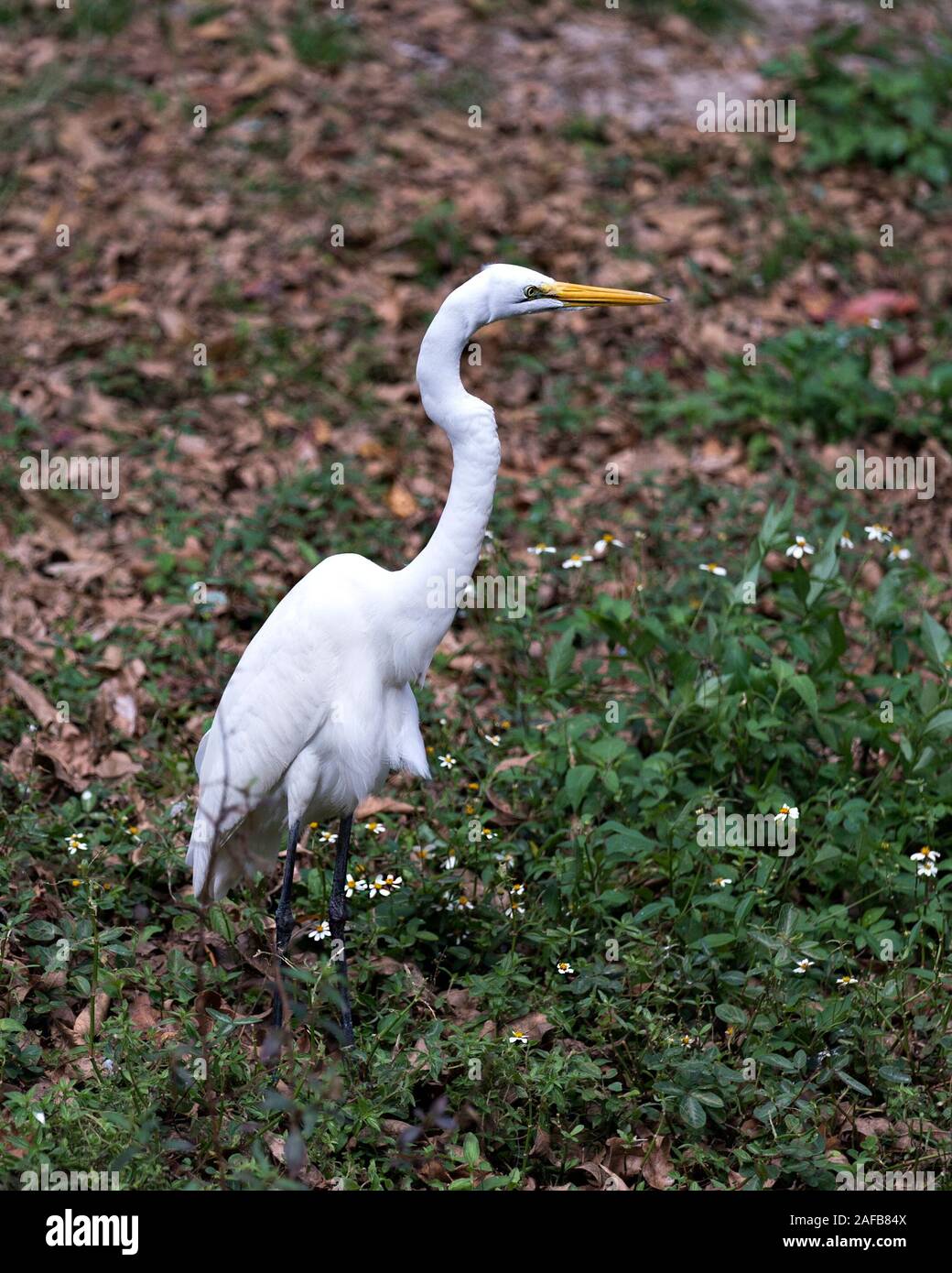 Great White Egret bird close-up profile view displaying its body, head ...