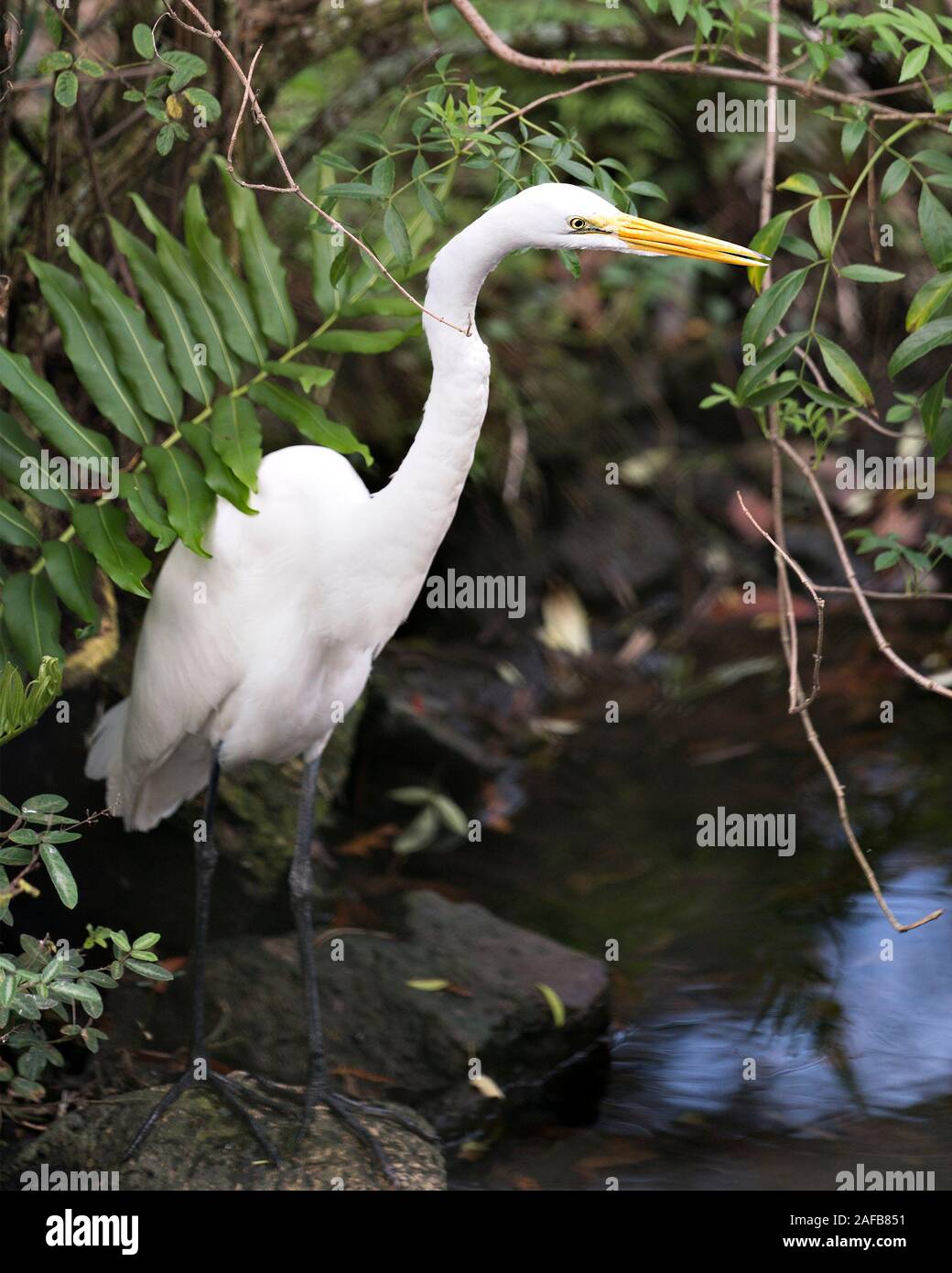 Great White Egret bird close-up profile view by the water displaying ...