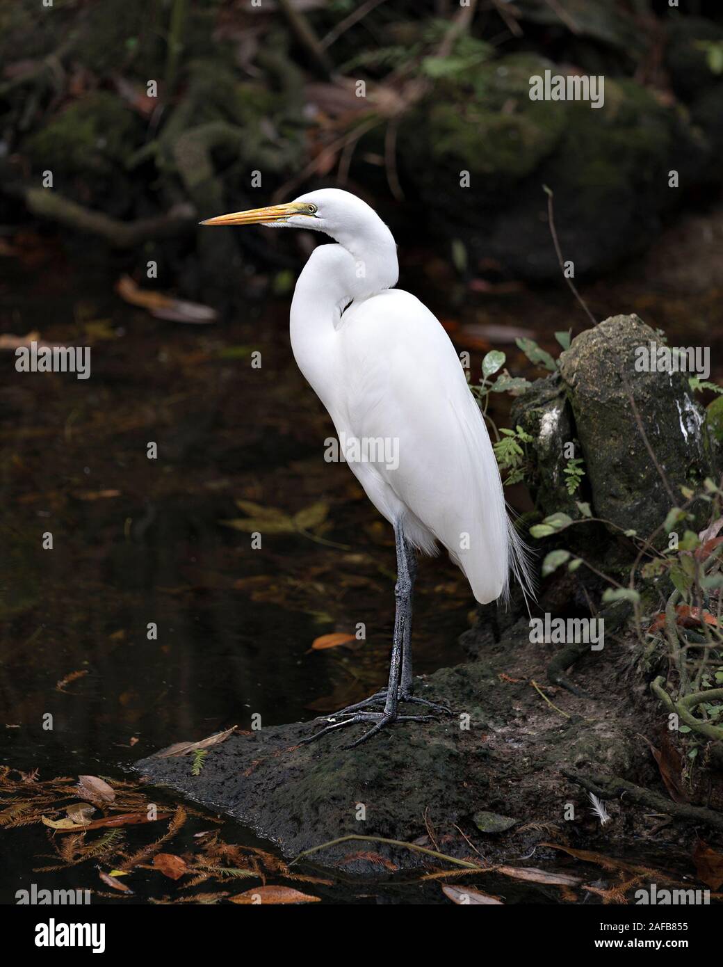 Great White Egret bird close-up profile view by the water displaying ...