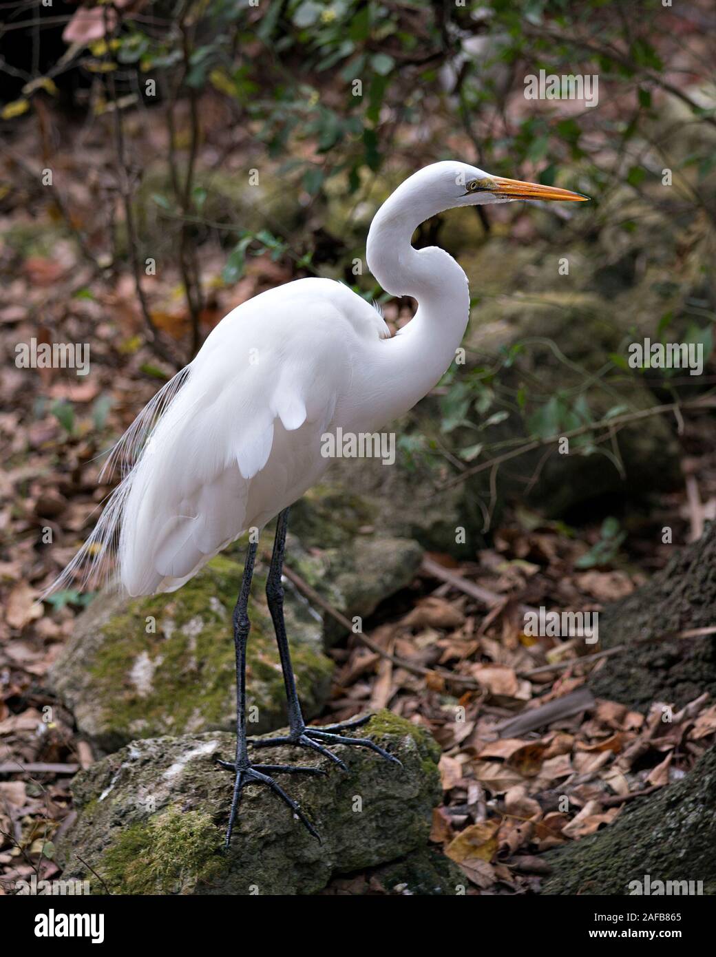 Great White Egret bird close-up profile view standing on a rock with ...