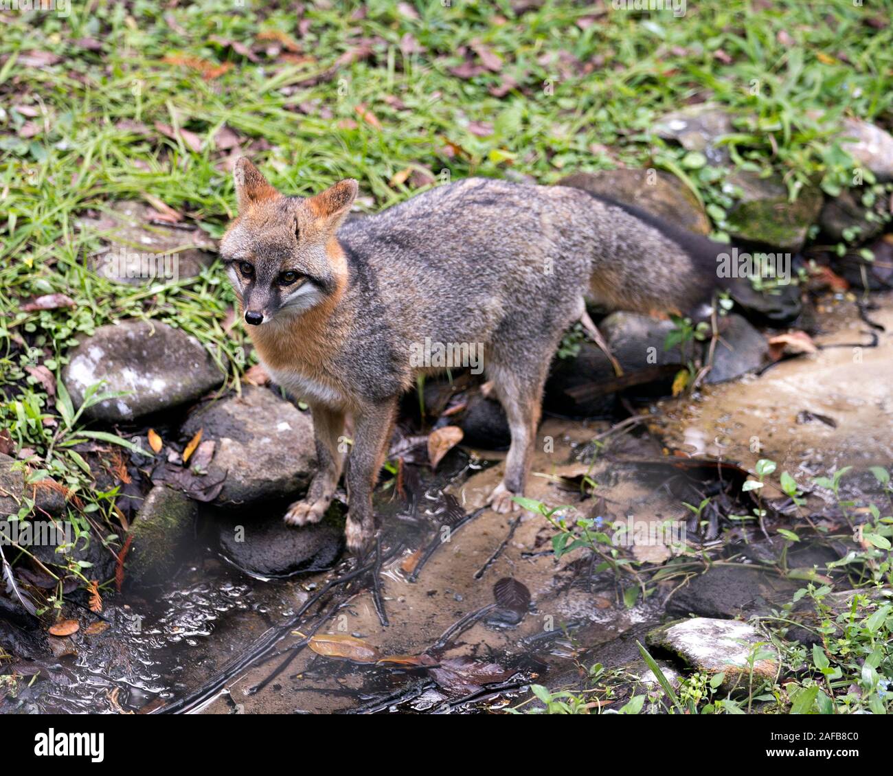 Gray fox animal close-up profile view displaying its body, head, ears ...