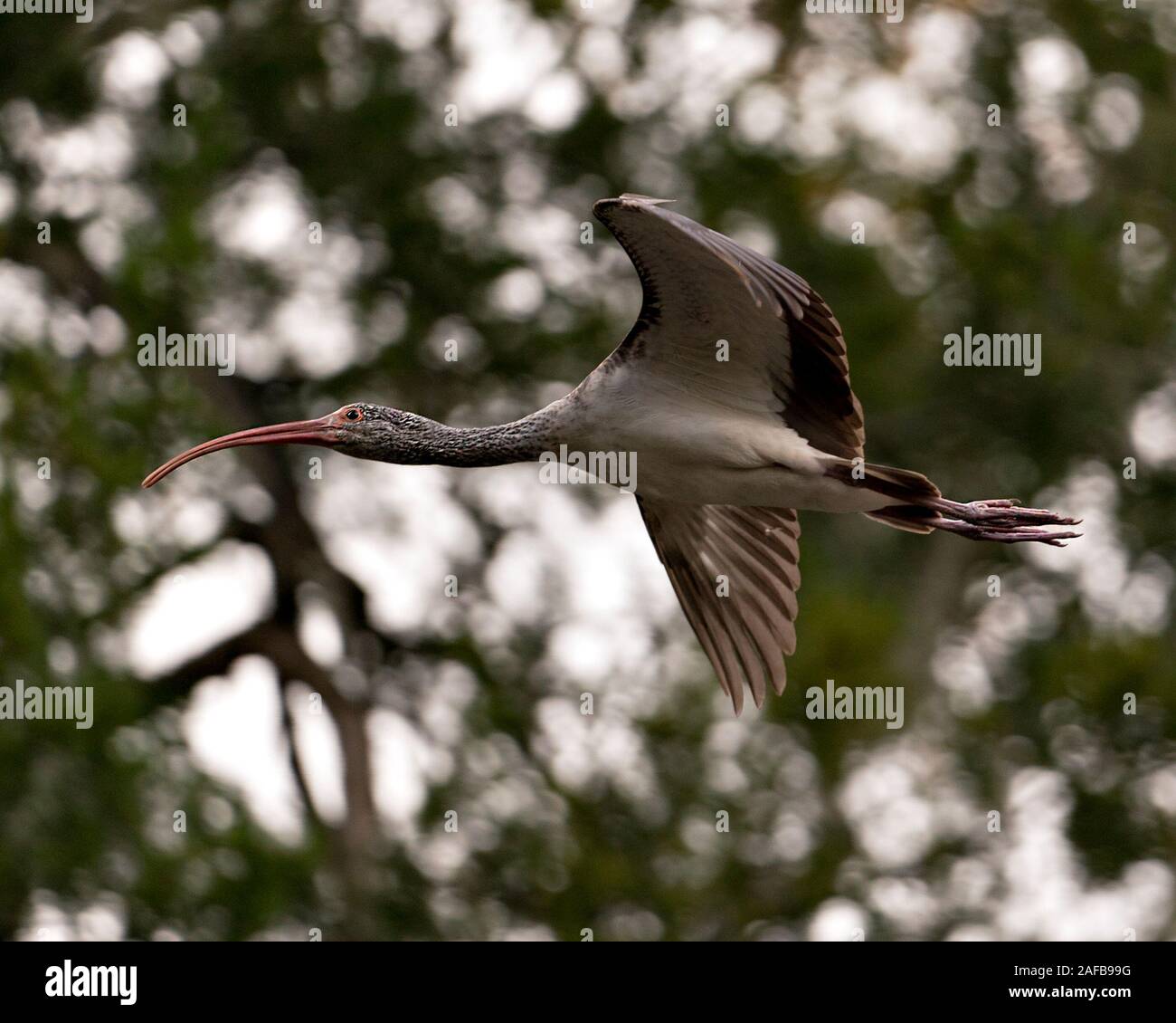 White Ibis juvenile bird close-up profile flying with bokeh background ...
