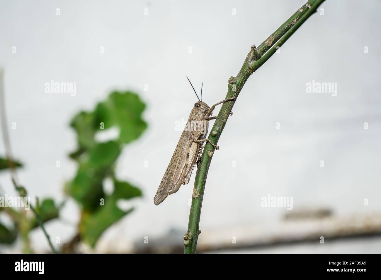 Meadow Grasshopper or Chorthippus parallelus with side view Stock Photo ...
