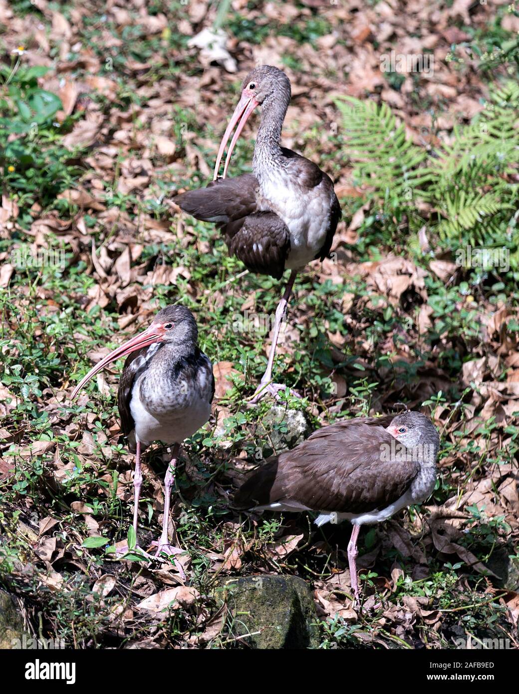 Birds long legs close up hi-res stock photography and images - Alamy