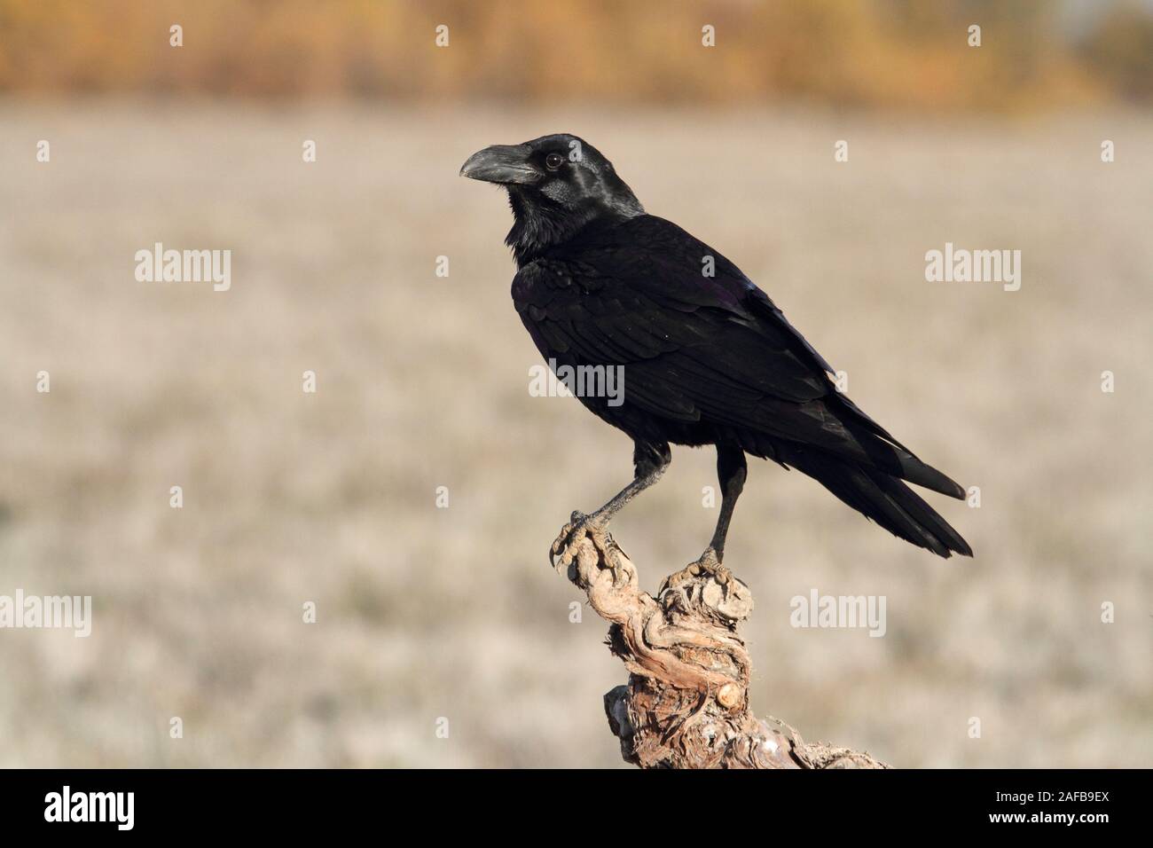 Corvus corax bird hi-res stock photography and images - Alamy