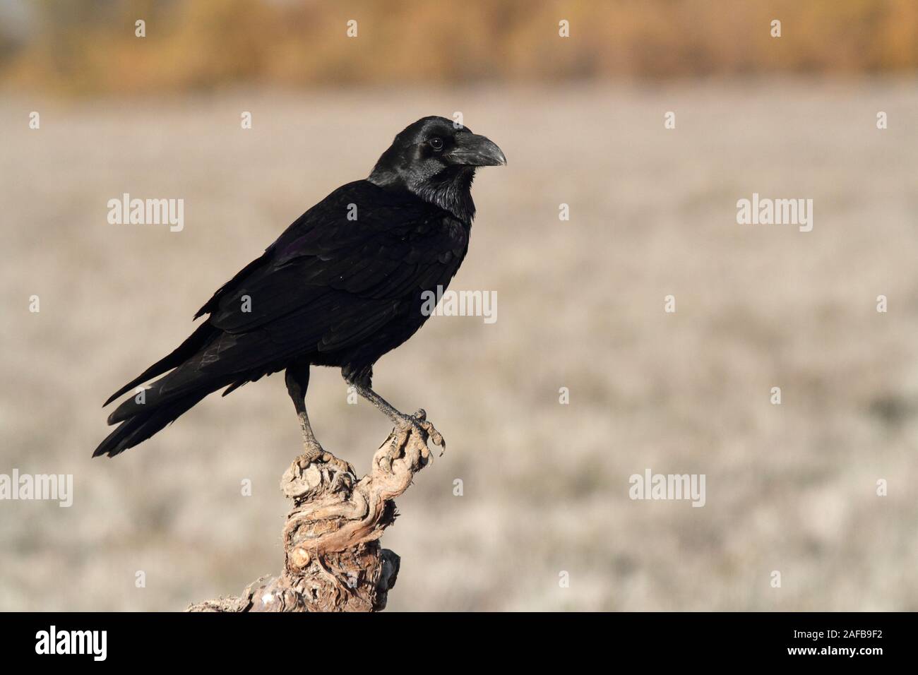 Corvus corax bird hi-res stock photography and images - Alamy