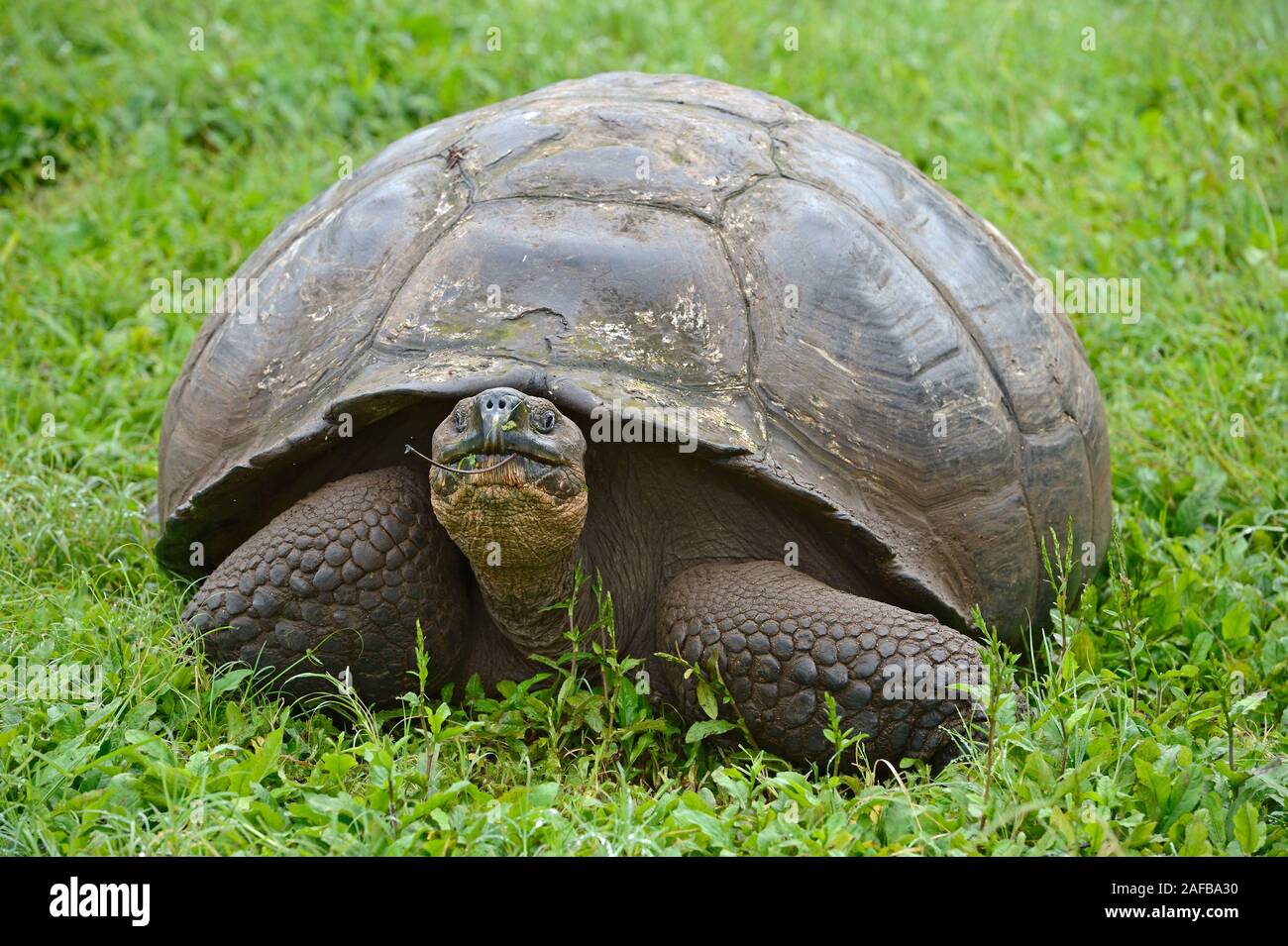 Galapagos Riesenschildkroete (Geochelone elephantopus porteri) im ...