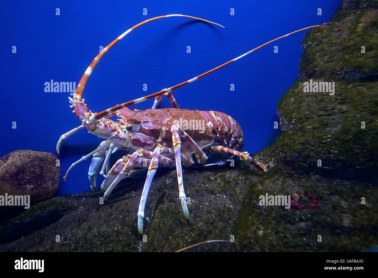 Natal languste palinurus delagoae hi-res stock photography and images ...