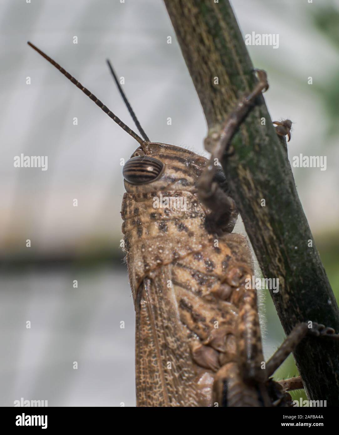 Meadow Grasshopper or Chorthippus parallelus with side view Stock Photo ...