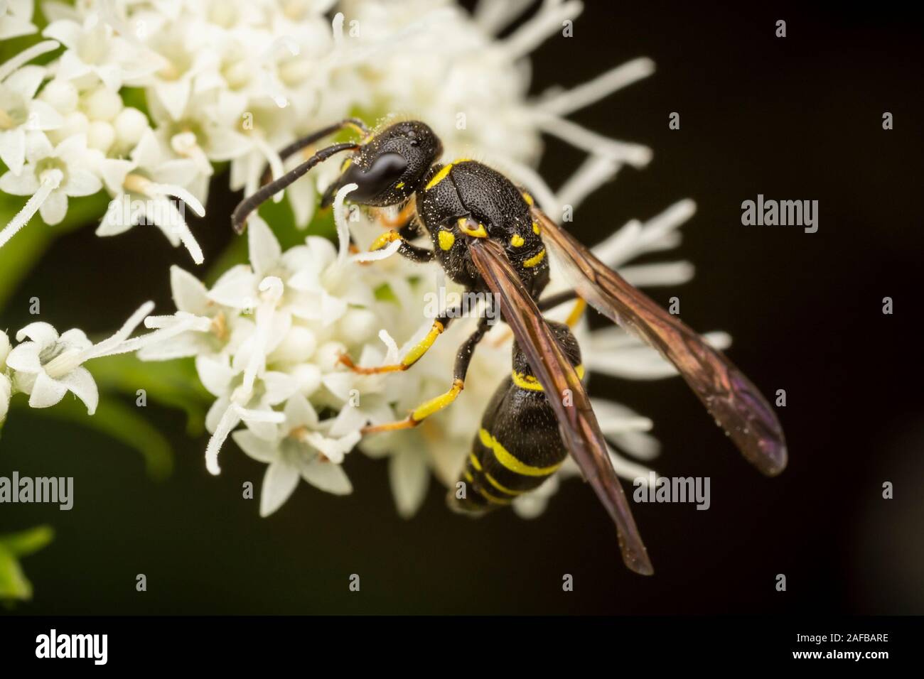 Potter wasps hi-res stock photography and images - Alamy
