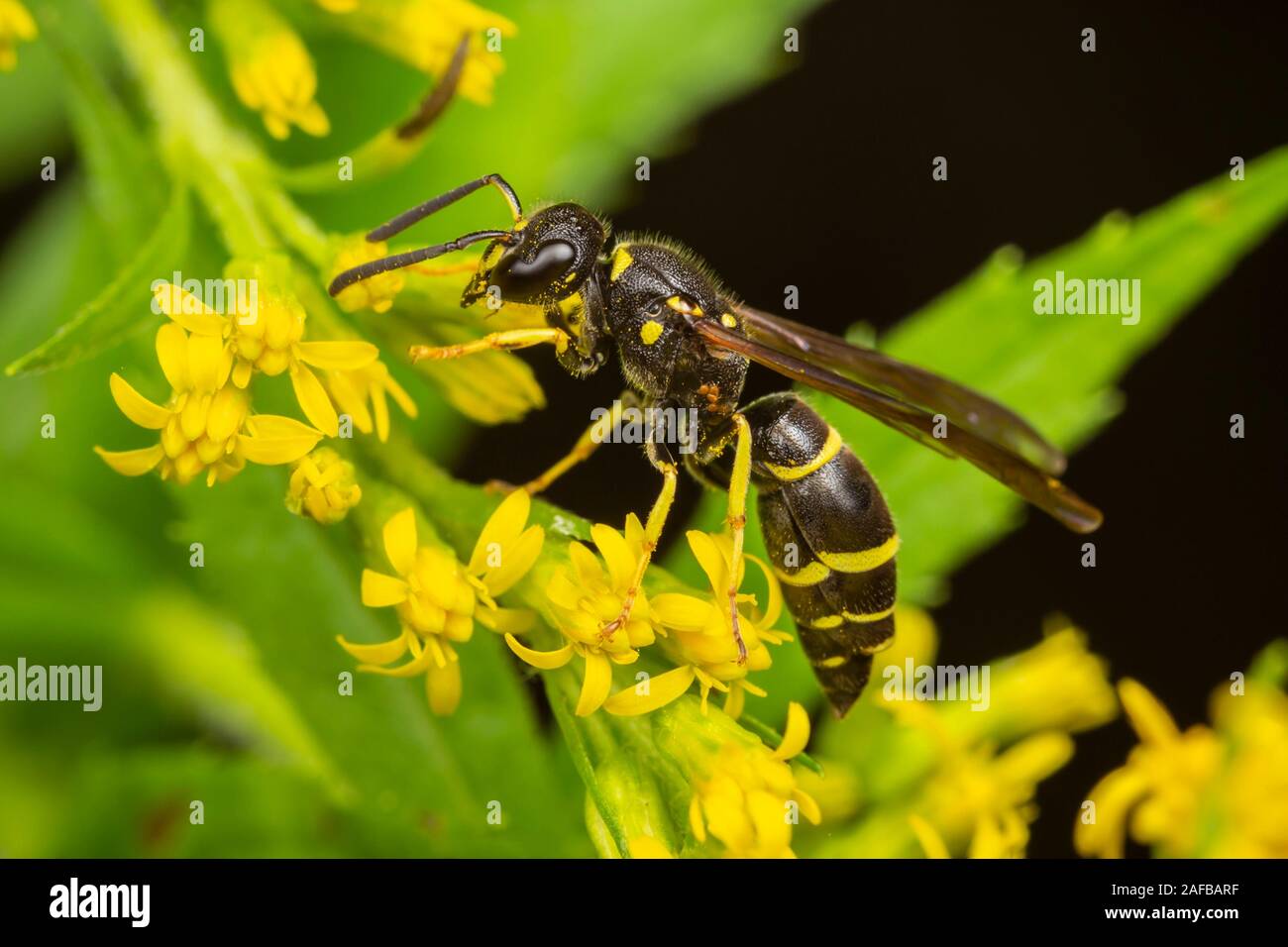 Twisted winged insects hi-res stock photography and images - Alamy