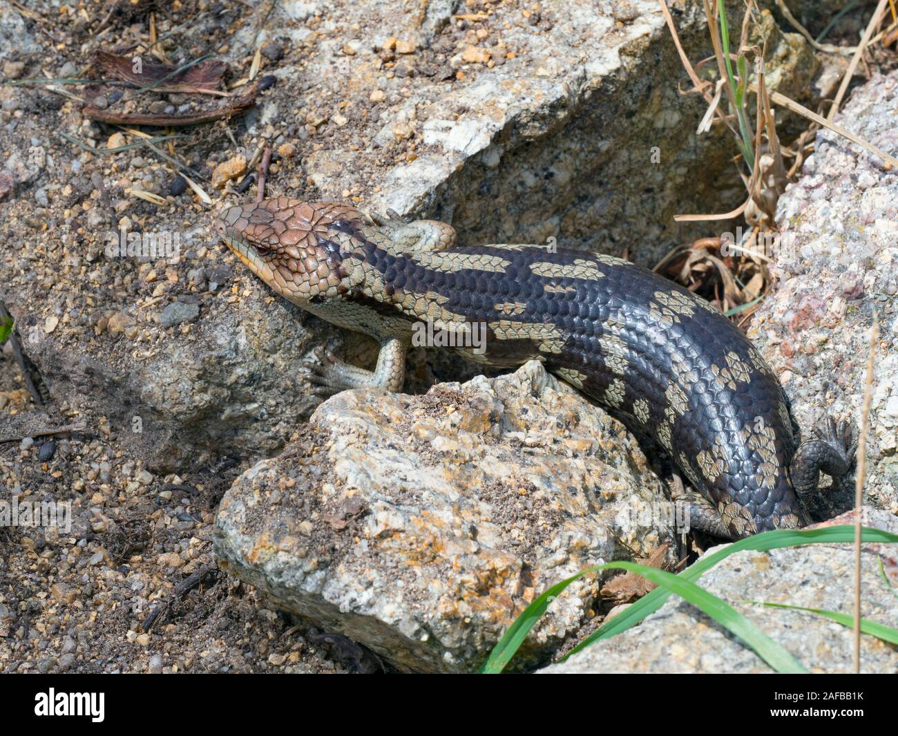 Blotched blue-tongued lizard Tiliqua nigrolutea summer Stock Photo - Alamy