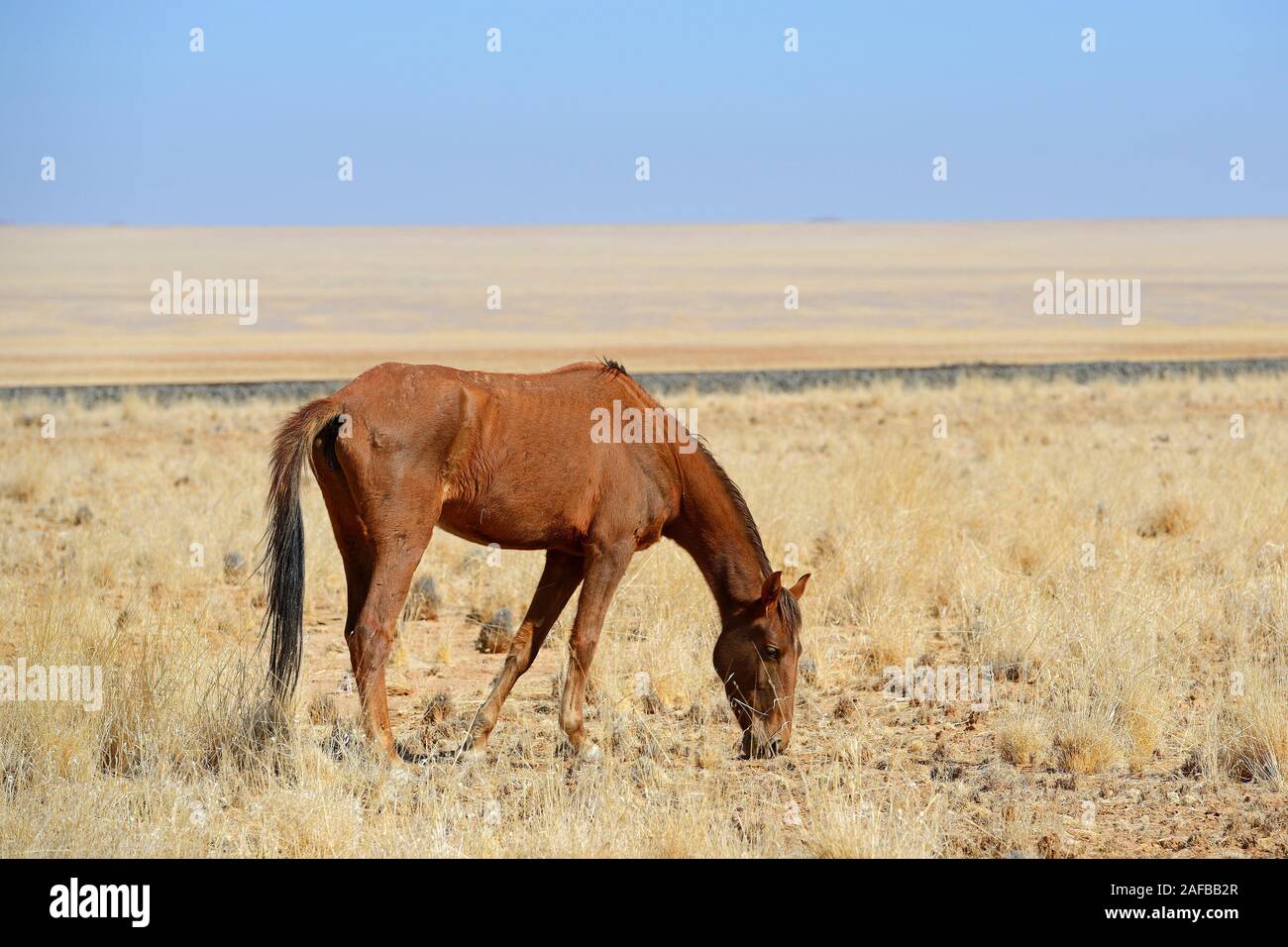 grasende Wildpferde in Garub bei Aus, Namibia, Afrika Stock Photo - Alamy