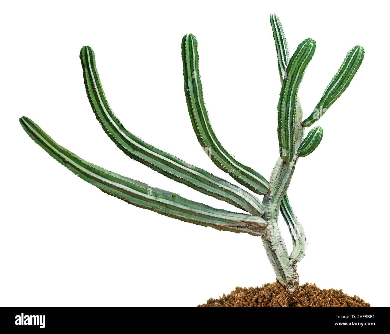 cactus isolated on white background Stock Photo - Alamy