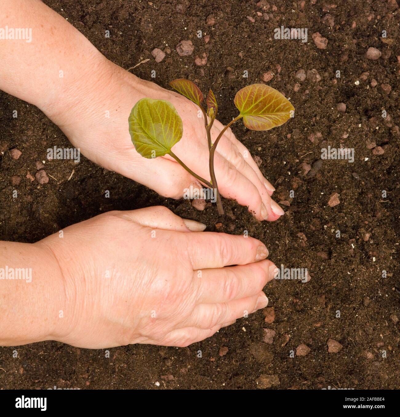 Planting a sapling Stock Photo - Alamy