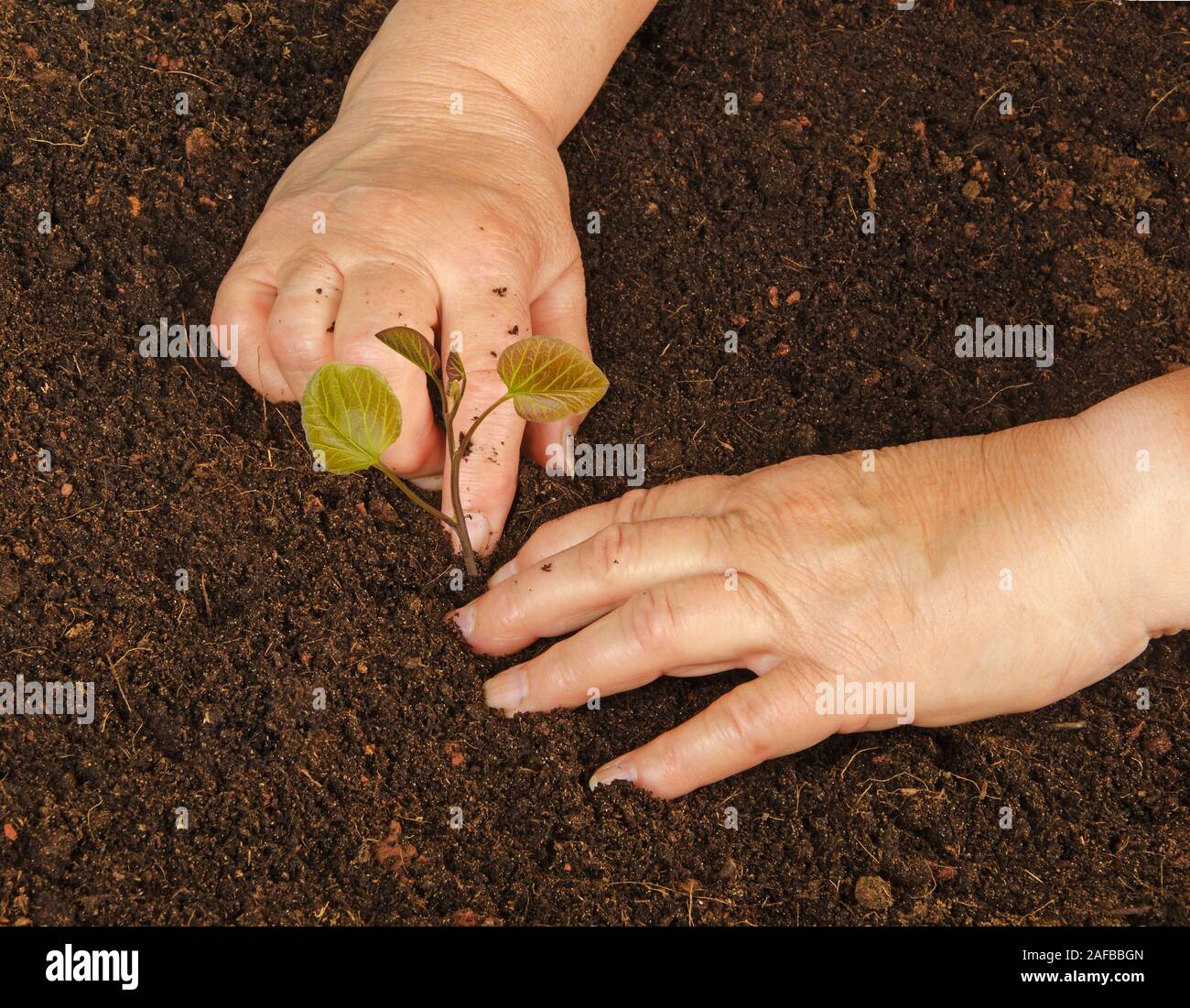 Planting a sapling Stock Photo - Alamy