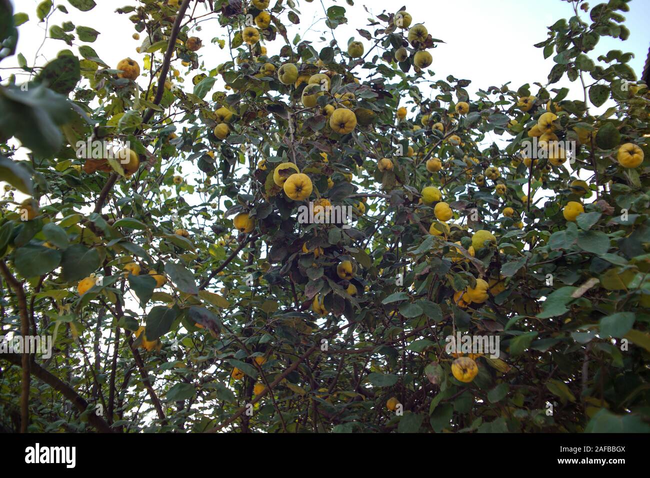 Quince tree leaf hi-res stock photography and images - Alamy