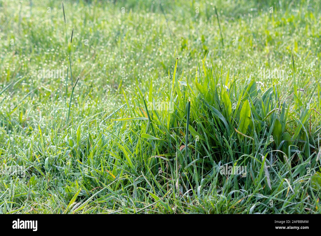green grass in morning dew. beautiful springtime nature scenery in the ...