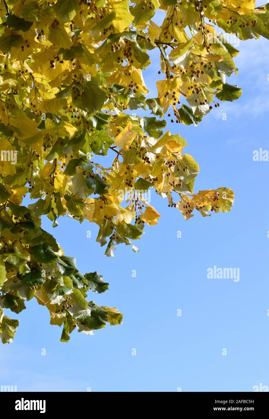 Tilila hi-res stock photography and images - Alamy