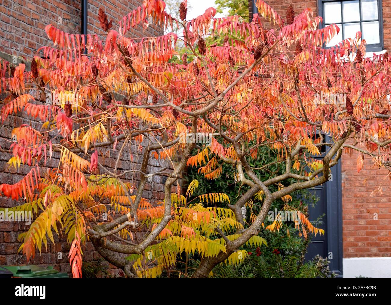 Staghorn Sumac Fruit Rhus Typhina High Resolution Stock Photography and ...