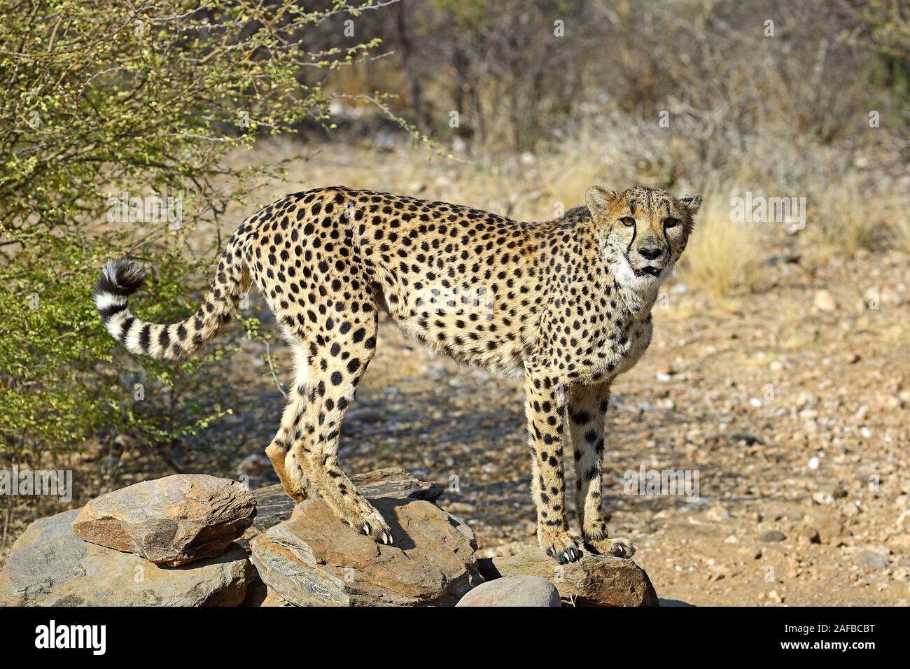Gepard, Namibia, Afrika Stock Photo - Alamy
