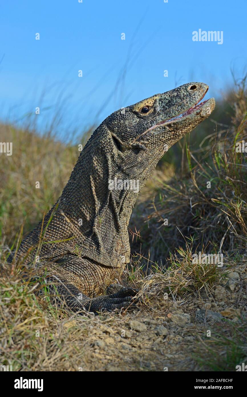 Komodowarane hi-res stock photography and images - Alamy