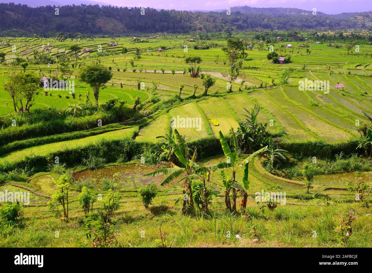 Reisfelder und Reisterassen im Süden von Bali, Indonesien Stock Photo ...