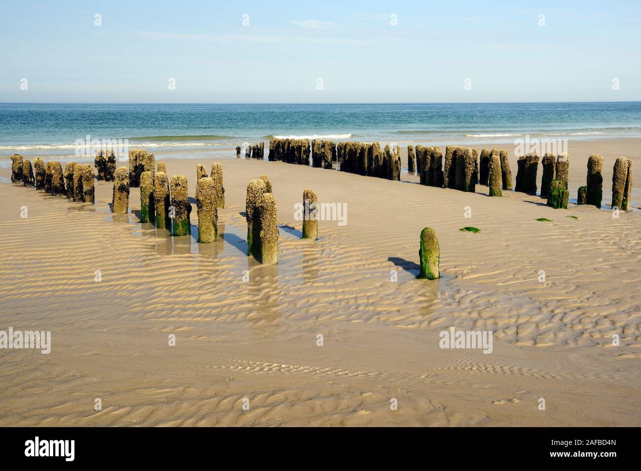 Algenbewachsene Buhnen am Abend bei Ebbe, Strand von Rantum, Sylt ...