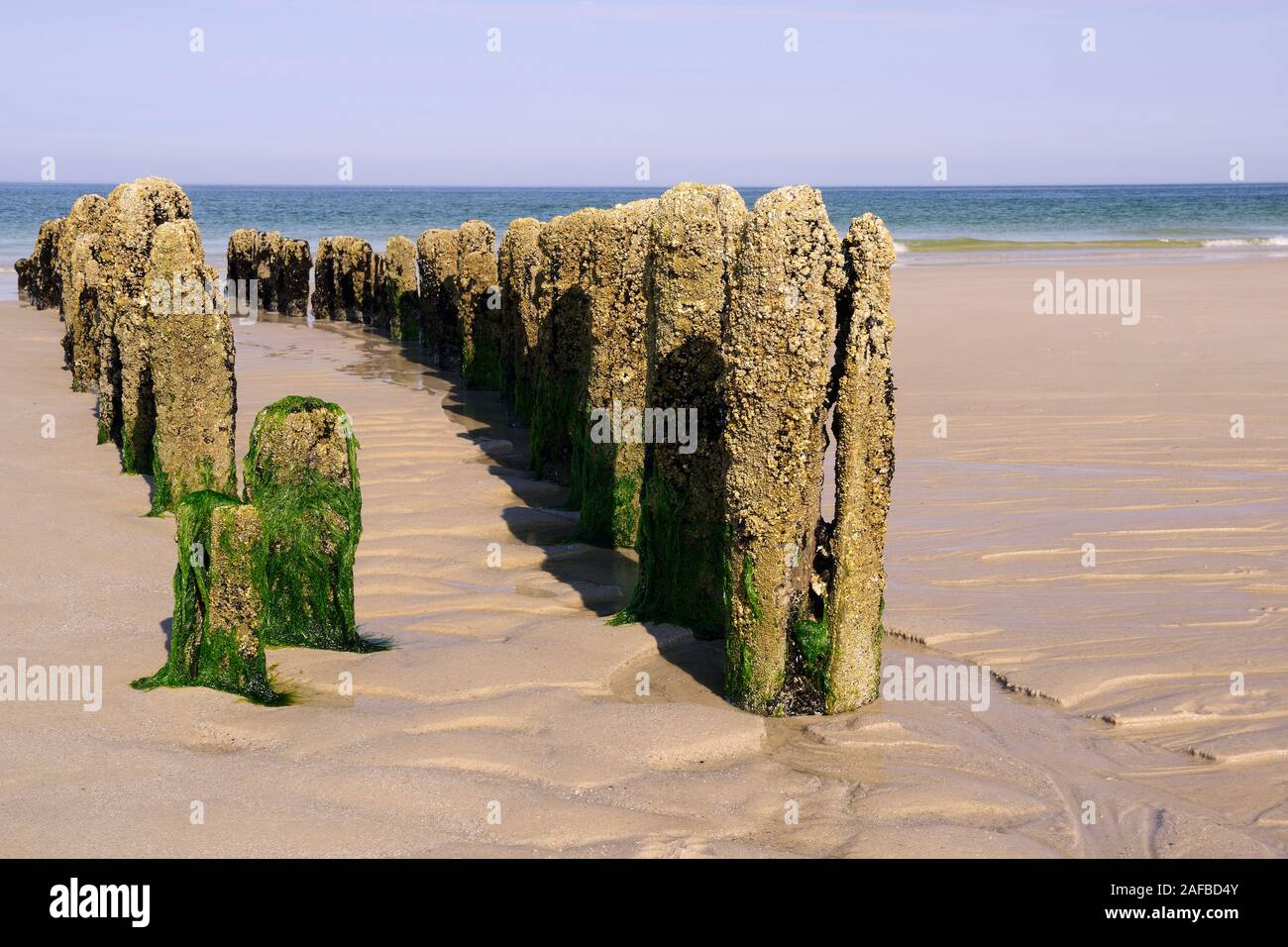 Algenbewachsene Buhnen am Abend bei Ebbe, Strand von Rantum, Sylt ...