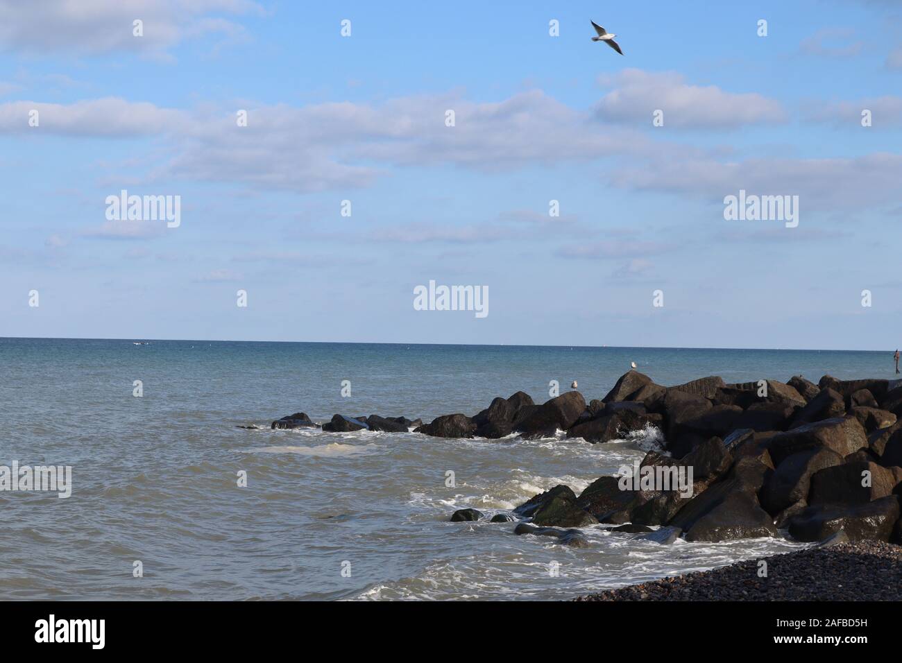 Horizon bird hi-res stock photography and images - Alamy