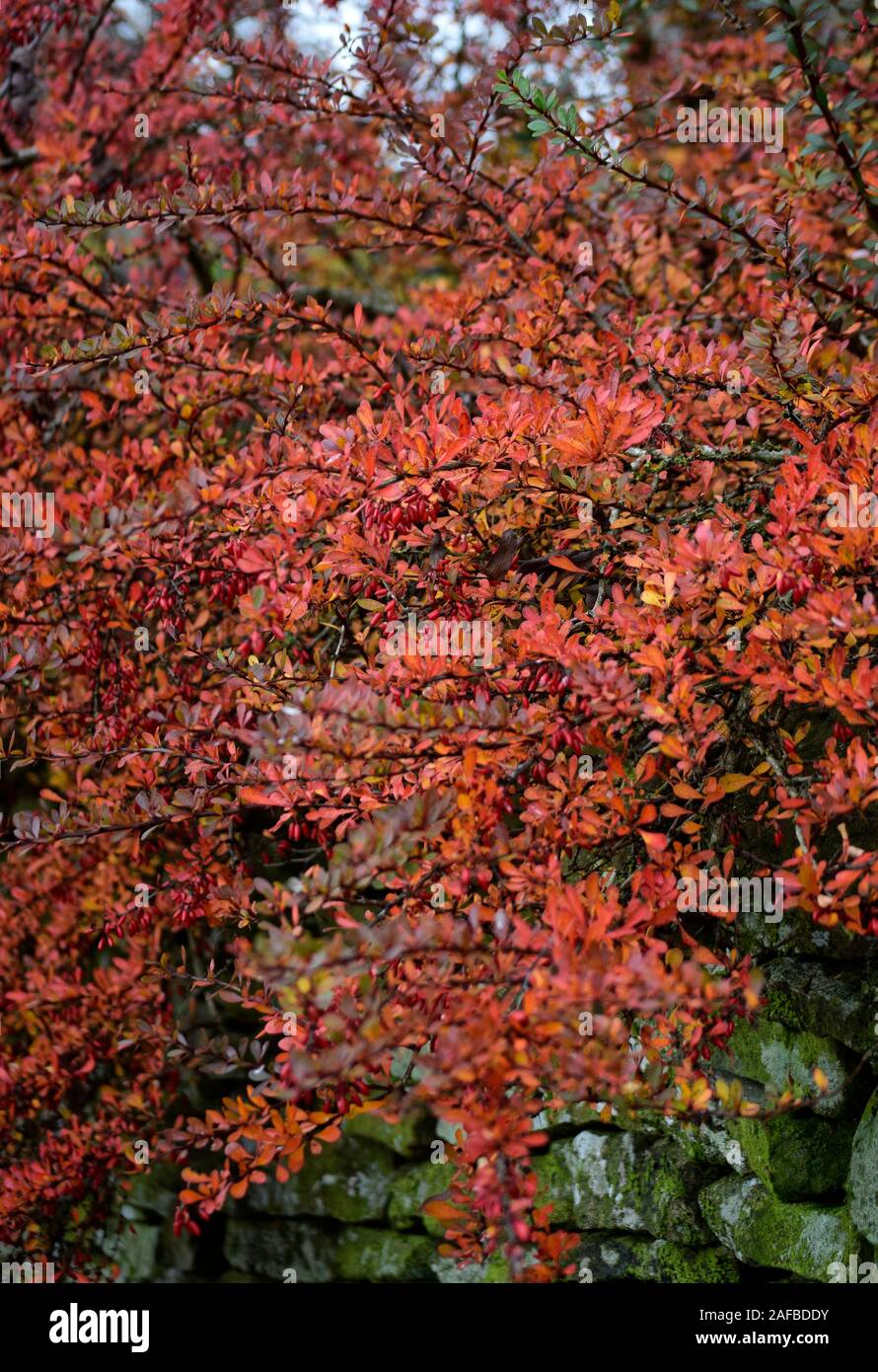 russet leaves on autumn tree Stock Photo - Alamy