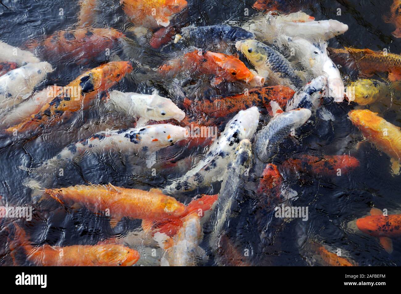 Koi karpfen hi-res stock photography and images - Alamy