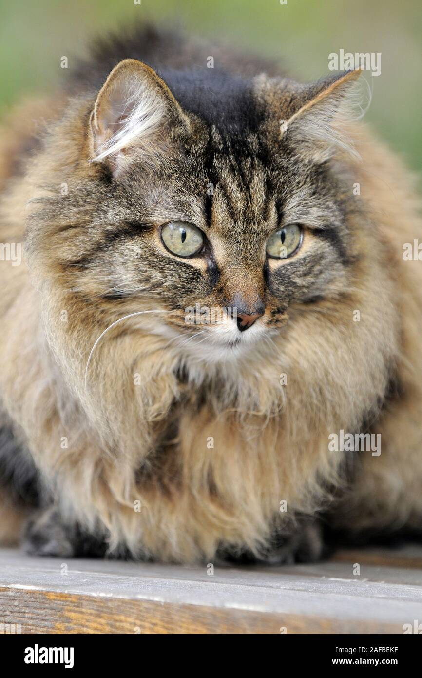 Angorakatze hi-res stock photography and images - Alamy