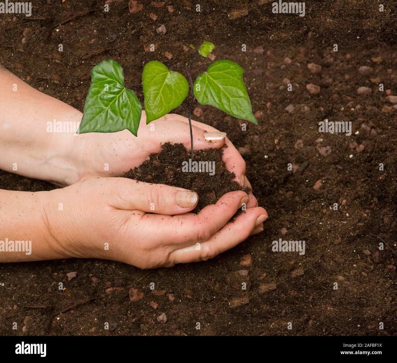 Planting a seedling Stock Photo - Alamy